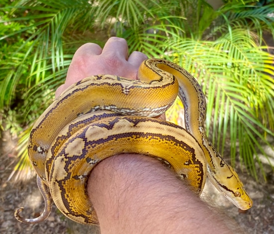 Orange Glow Marble Female Het Purple Reticulated Python by MK Retics 916