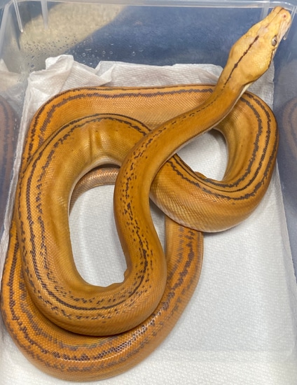 Orange Glow Golden Child Tiger Reticulated Python by MK Retics 916