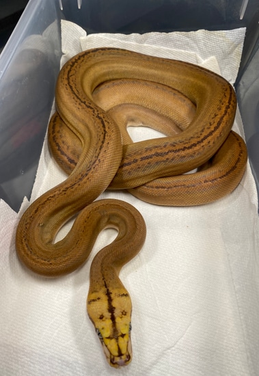 SEE VIDEO Caramel Motley Golden Child Tiger Male Reticulated Python by ...