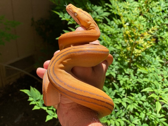 Orange Glow Golden Child Tiger Reticulated Python by MK Retics 916