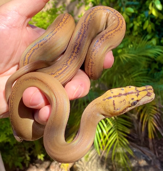 Caramel Motley Golden Child Female - SEE VIDEO Reticulated Python by MK ...