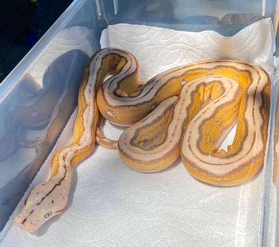 Orange Glow Motley Tiger Reticulated Python by MK Retics 916