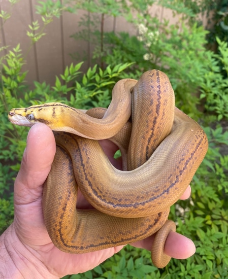 Caramel Motley Golden Child Tiger - SEE VIDEO Reticulated Python by MK ...