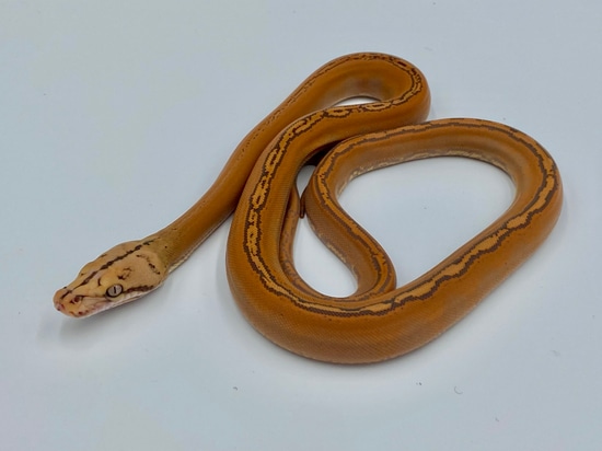 Orange Glow Golden Child Reticulated Python by MK Retics 916