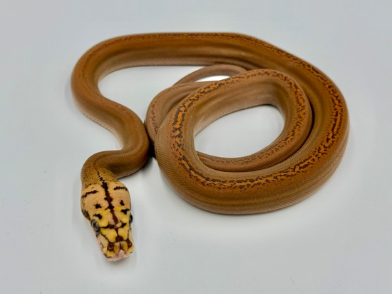 Indo Caramel Motley Golden Child Reticulated Python by MK Retics 916