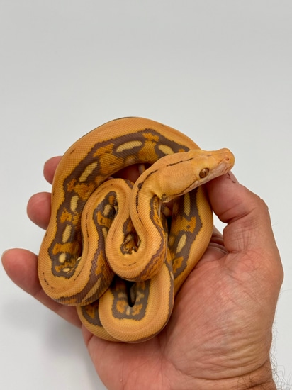 Orange Glow Tiger Reticulated Python by MK Retics 916