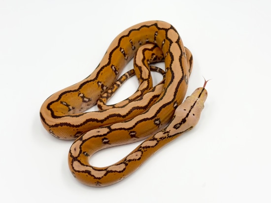 Indo Caramel Motley Reticulated Python by MK Retics 916