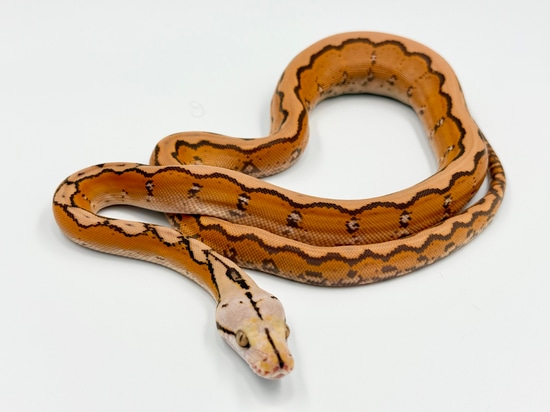 Orange Glow Motley Reticulated Python by MK Retics 916