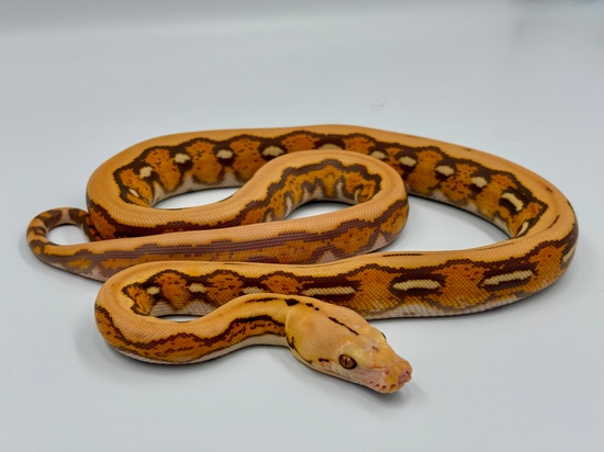 Orange Glow Tiger Reticulated Python by MK Retics 916