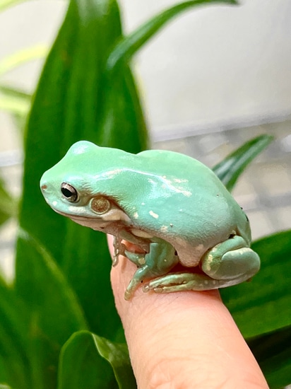 Green Phase Snowflake Dumpy White's Tree Frog by Love My Frog