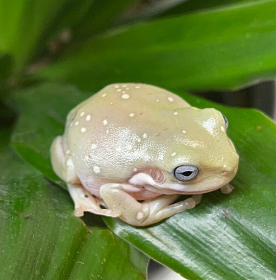 Blue Eye Snowflake Pos Honey Dumpy White's Tree Frog by Love My Frog