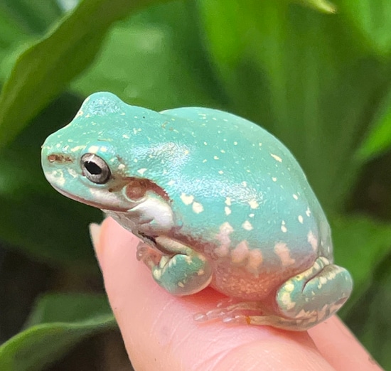 High White Snowflake Blue Phase Dumpy White's Tree Frog by Love My Frog