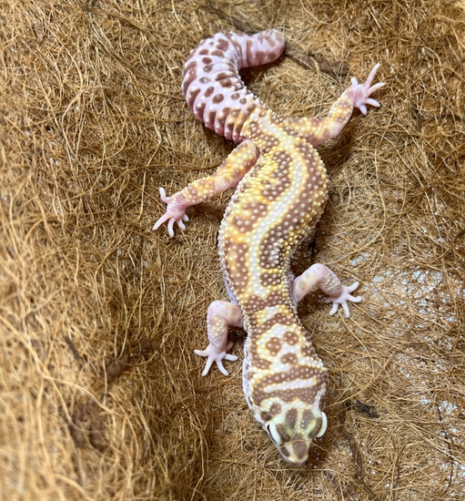 White & Yellow Mack Snow Tremper Female Leopard Gecko by Love My Frog