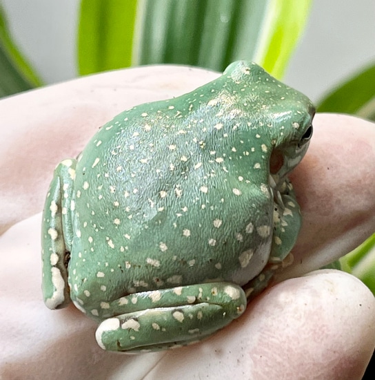 Super Snowflake Green/Blue Phase White's Tree Frog by Love My Frog