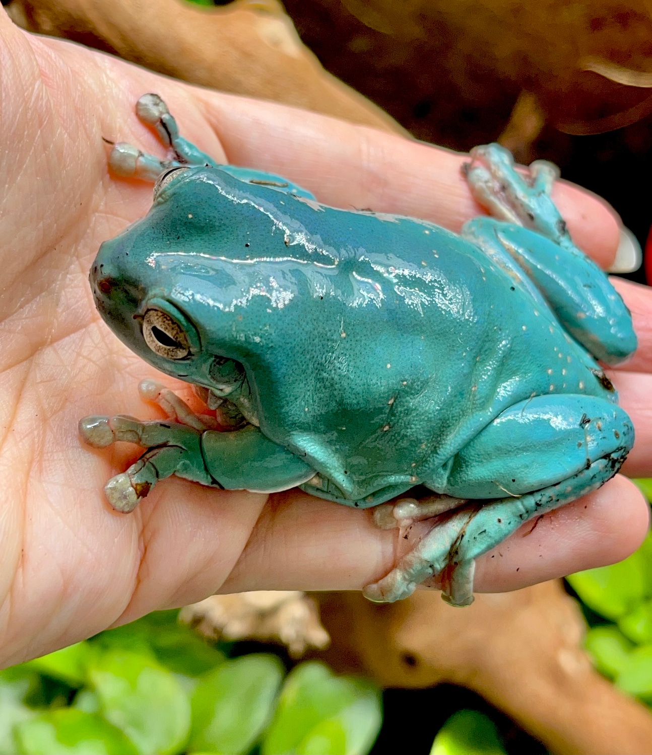 Rare Super Blue Phase Male Dumpy Snowflake White's Tree Frog by Love My Frog - MorphMarket