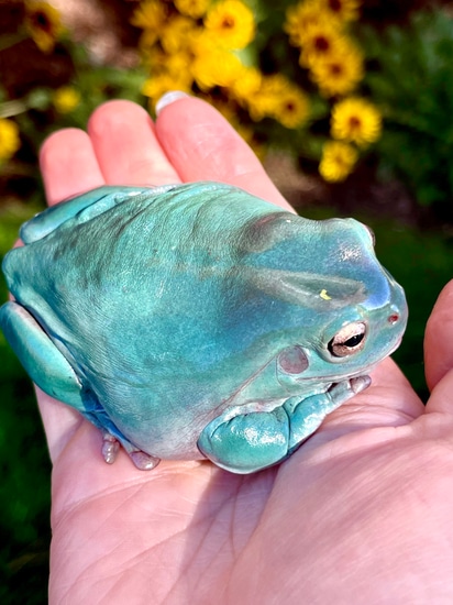 Rare Super Blue Phase Female Dumpy White's Tree Frog by Love My Frog