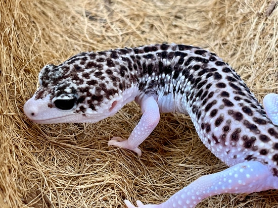 Galaxy Hyper Xanthic Pied Leopard Gecko by Love My Frog