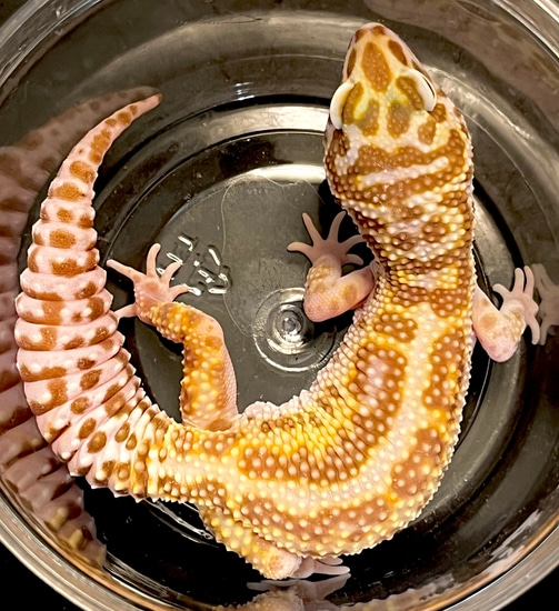 White & Yellow Mack Snow Tremper Female Leopard Gecko by Love My Frog