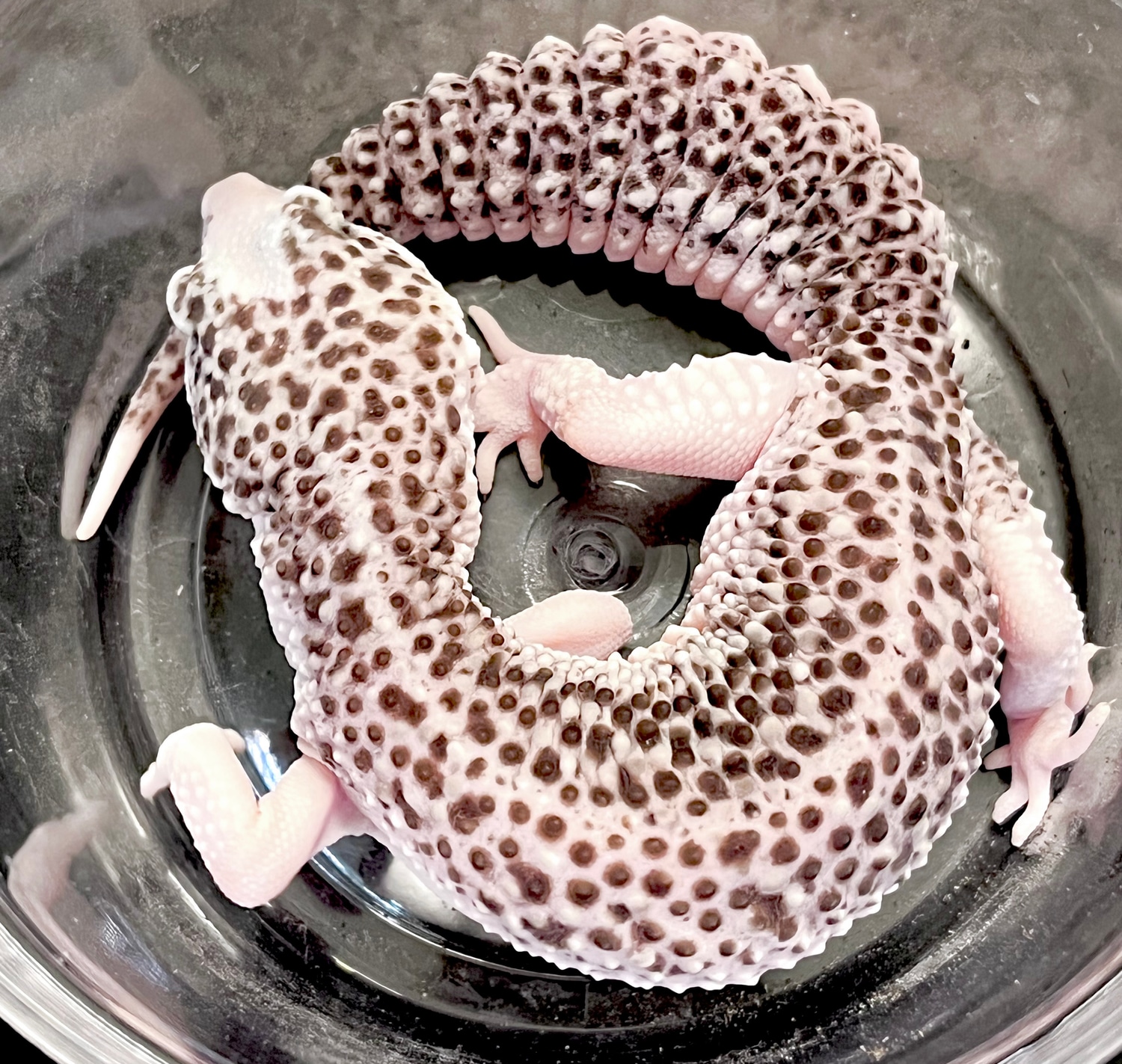 Super Snow Eclipse SSE Female Pos Het Albino (Tremper) Leopard Gecko by ...