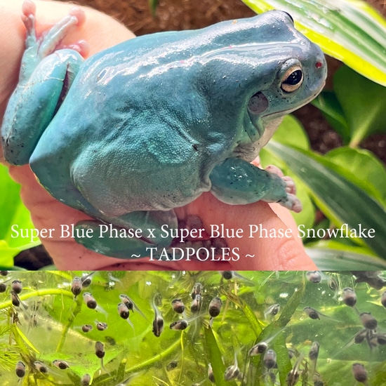 100% True Super Blue Phase Dumpy Tadpoles White's Tree Frog by Love My Frog