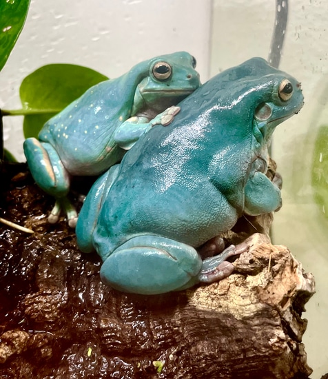 M/F Super Blue Phase Proven Breeding Pair Dumpy White's Tree Frog by ...