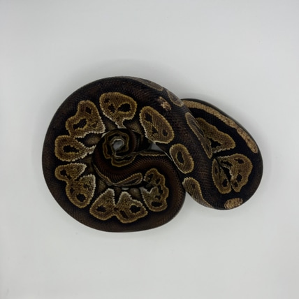 GoldRush Ball Pythons - MorphMarket