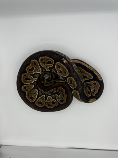 Black Pastel RTB Ball Python by GoldRush Ball Pythons