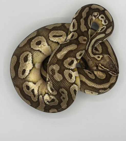 Pastave Ball Python by GoldRush Ball Pythons