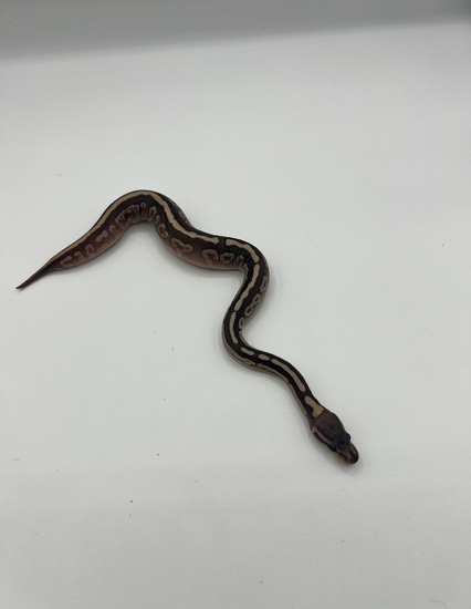 Black Pastel Mojave Ball Python by GoldRush Ball Pythons