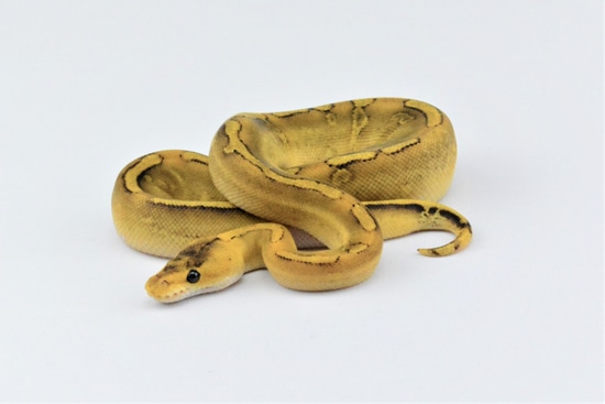 Champagne Enchi Yellowbelly Ball Python by Gold Standard Reptiles