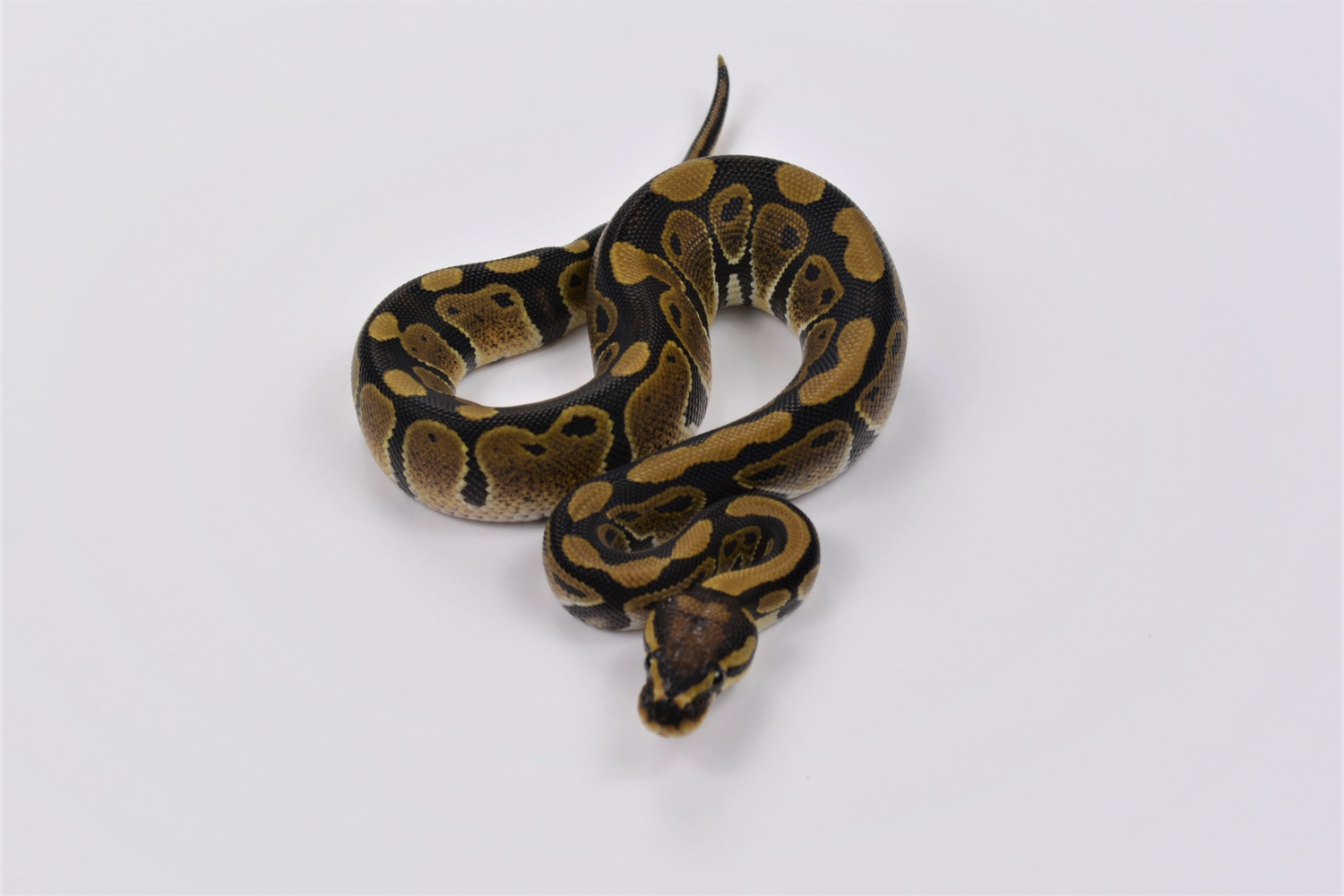 Normal 100% Het Green Ghost Ball Python by Gold Standard Reptiles ...