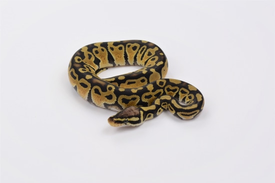 Pastel 100% Het Green Ghost Ball Python by Gold Standard Reptiles