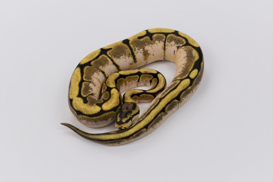 Calico Spider Ball Python by Gold Standard Reptiles