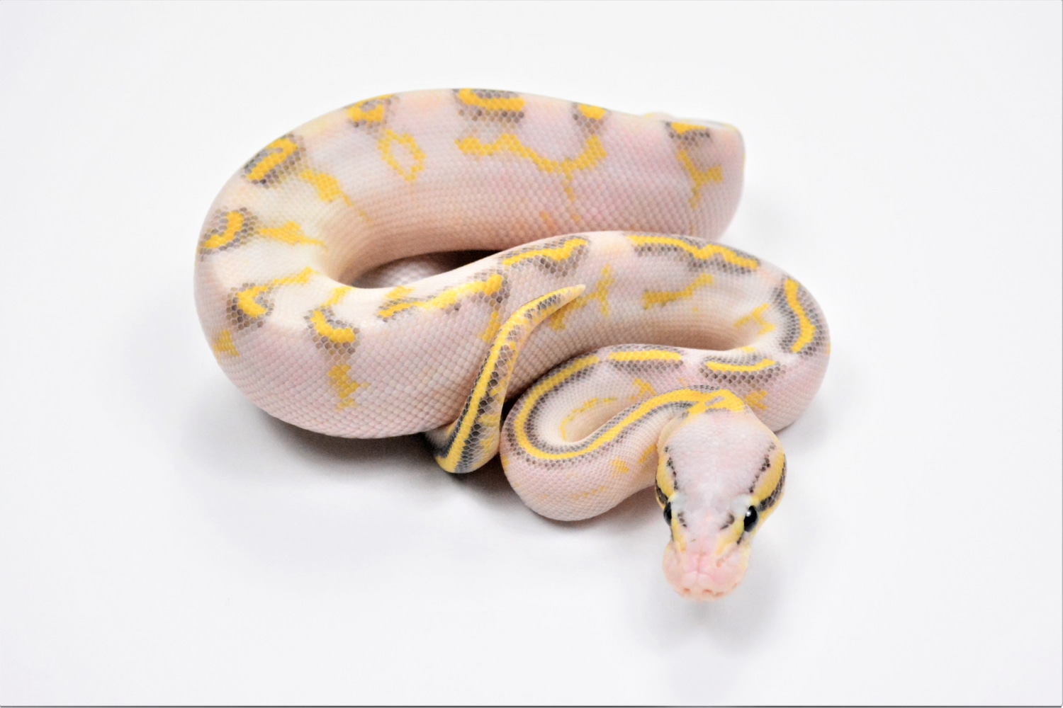 Super Pastel Spark Yellowbelly Ball Python by Gold Standard Reptiles ...