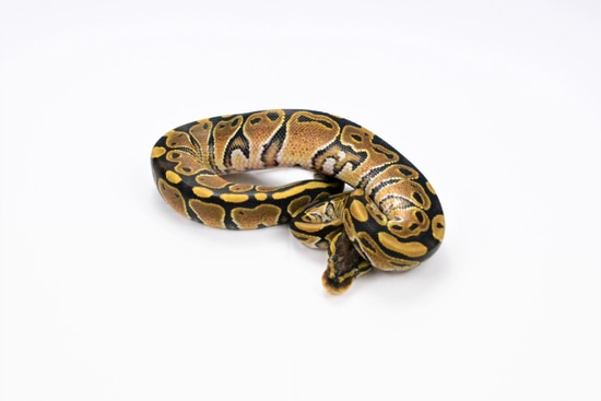 Special Possible Red Gene Possible Ringer Gene Ball Python by Gold ...