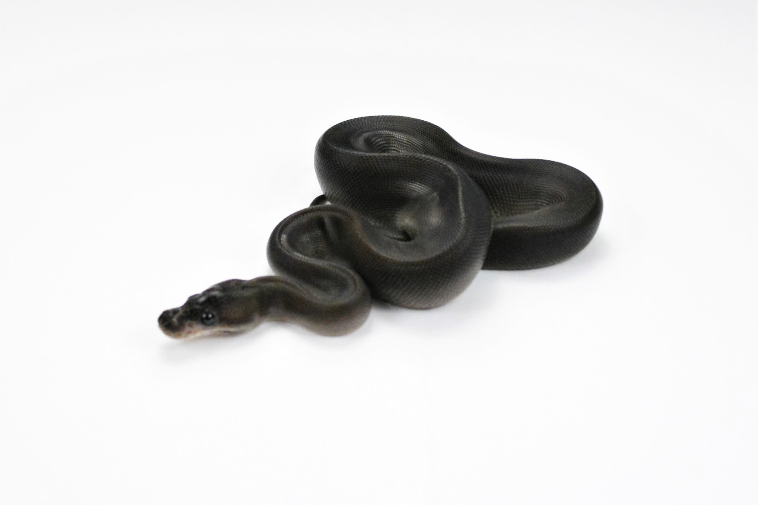 Super Black Pastel 66% Het Pied Ball Python by Gold Standard Reptiles ...