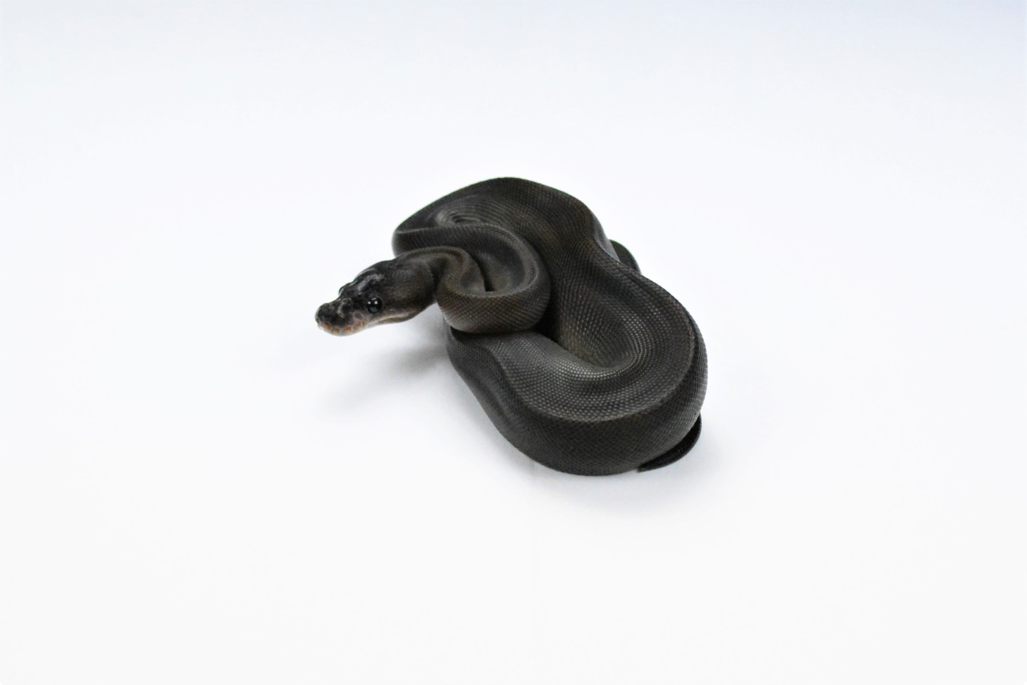 Super Black Pastel 66% Het Pied Ball Python by Gold Standard Reptiles ...