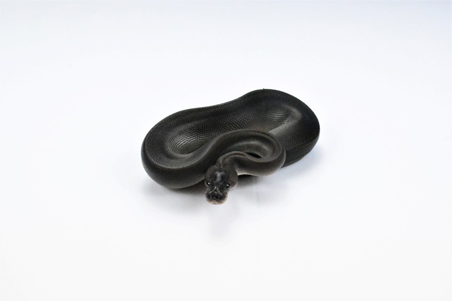 Super Black Pastel 66% Het Pied Ball Python by Gold Standard Reptiles ...