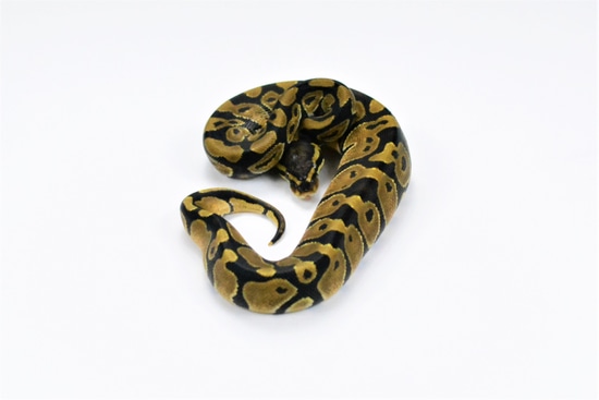 Normal Ball Python by Gold Standard Reptiles