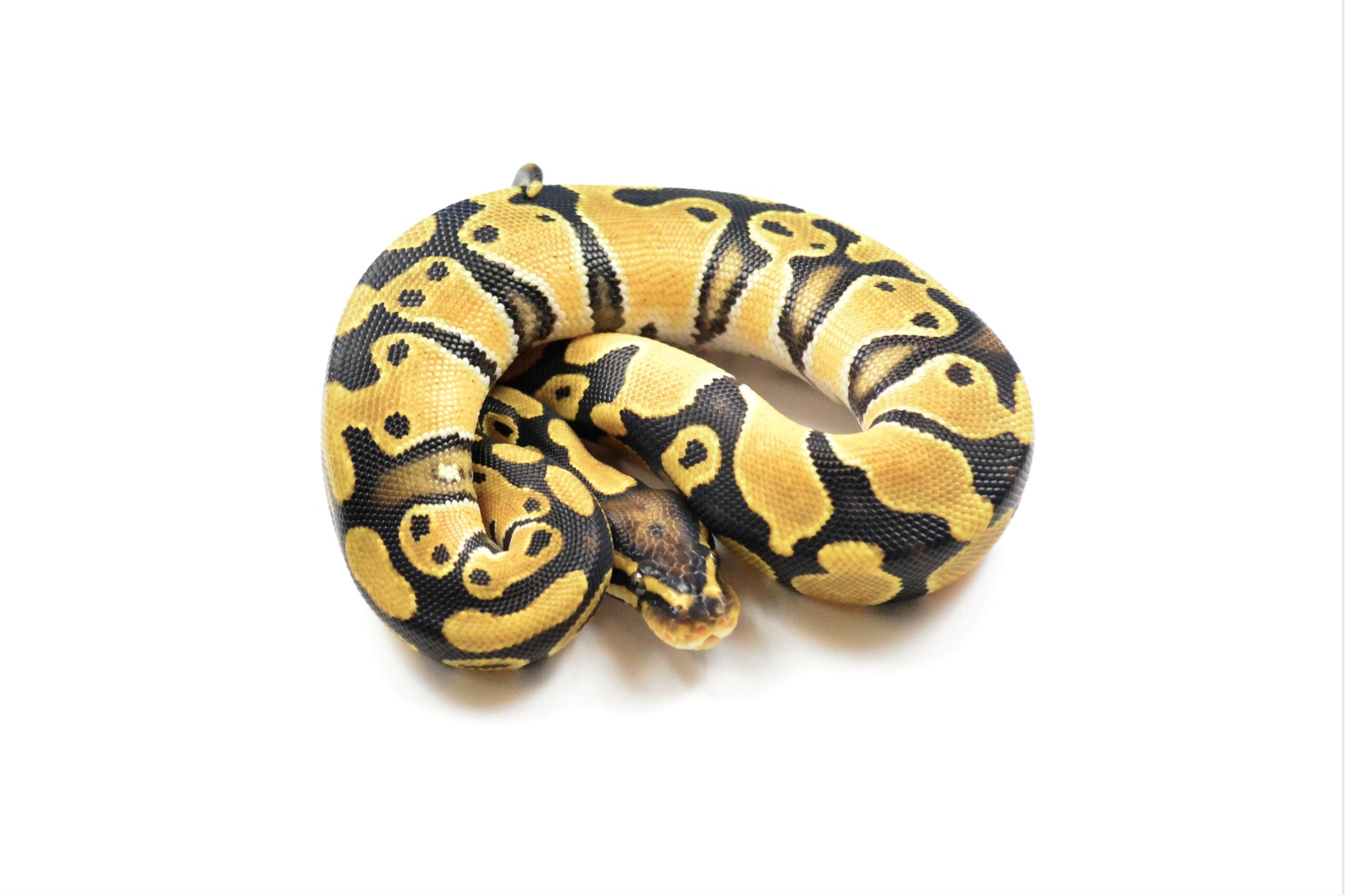 Orange Dream Ball Python by Gold Standard Reptiles - MorphMarket