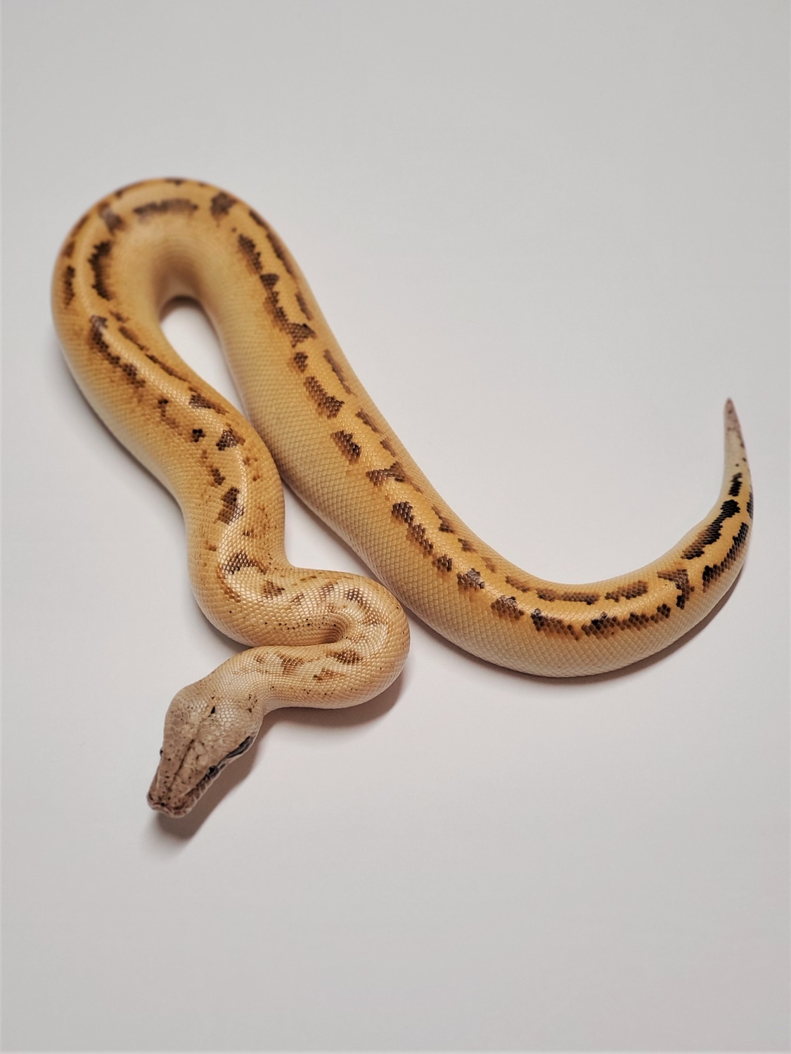 Ivory Blood Python by Gold Standard Reptiles - MorphMarket