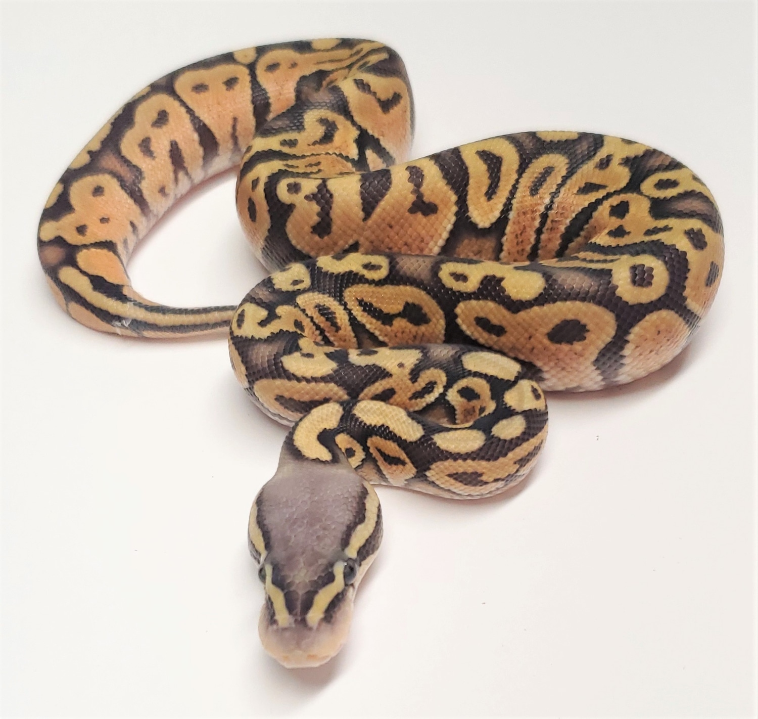 Super Pastel Orange Ghost Ball Python by Gold Standard Reptiles ...