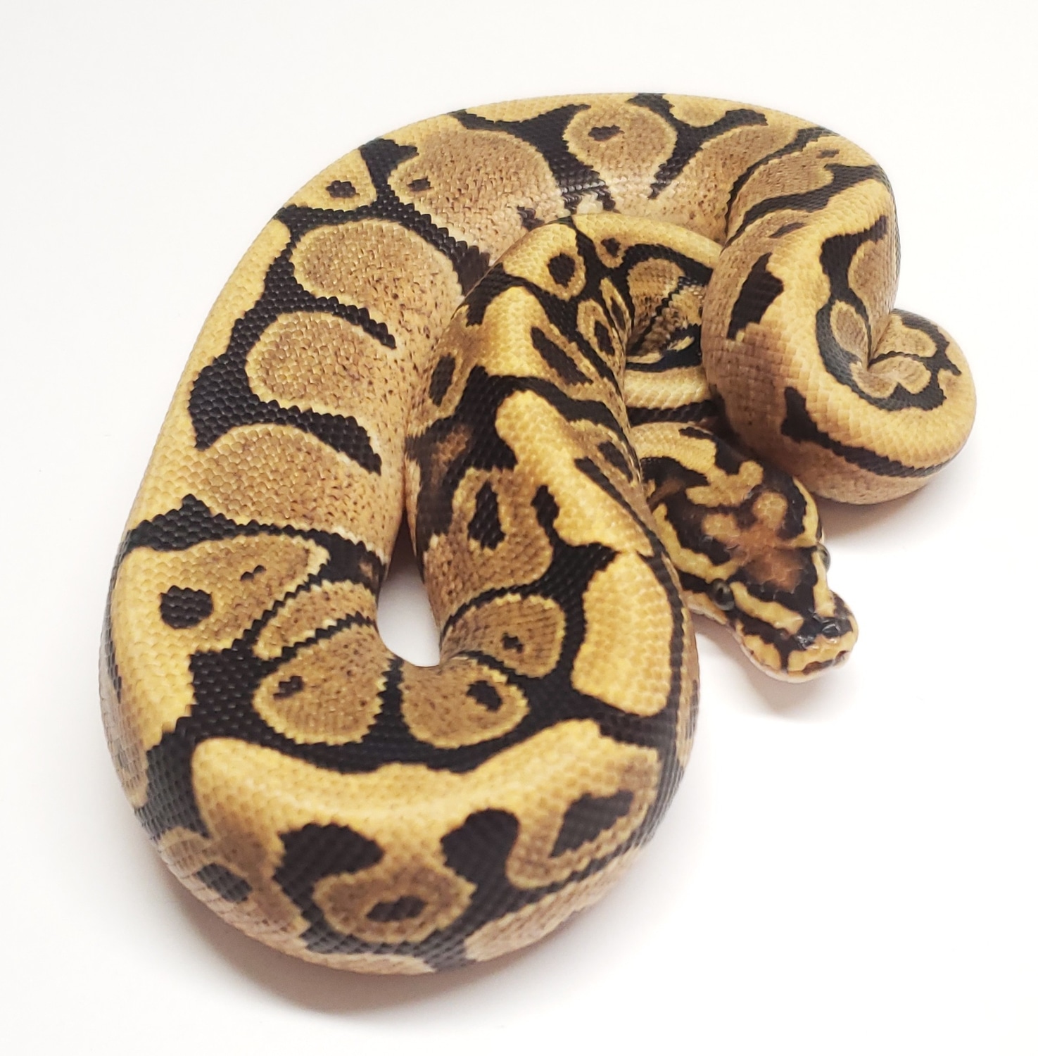 Fire Spotnose Ball Python by Gold Standard Reptiles - MorphMarket