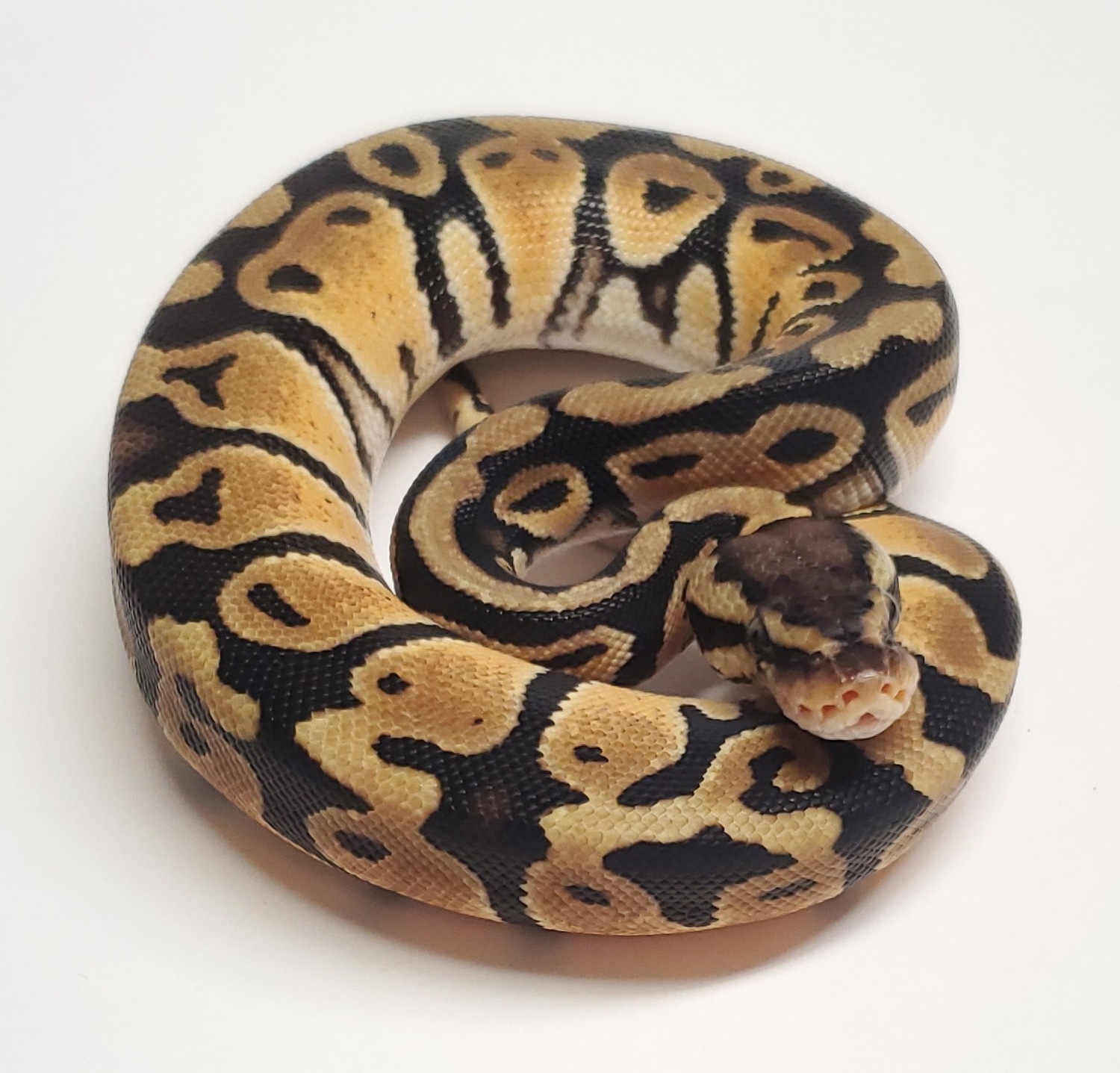 Pastel Het Clown Het Desert Ghost Ball Python by Gold Standard Reptiles ...