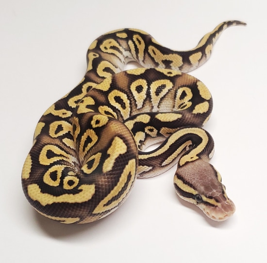 Mojave Pastel Fire Or Vanilla Ball Python by Gold Standard Reptiles