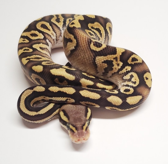 Mojave Pastel Fire Or Vanilla Ball Python by Gold Standard Reptiles