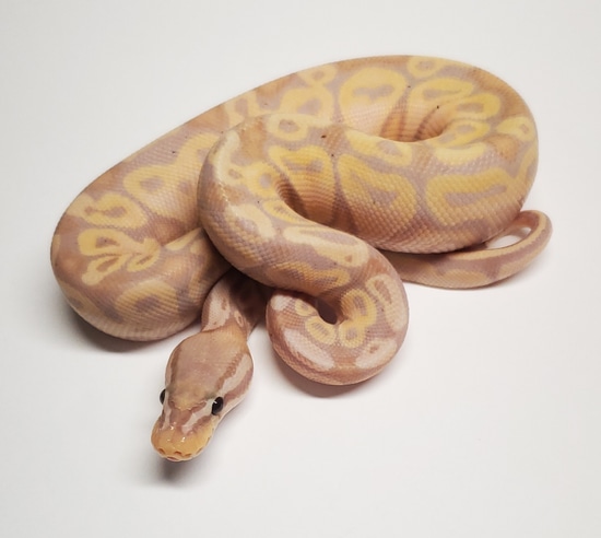 Banana (Possible Pastel Or Vanilla) Het Green Ghost Ball Python by Gold ...