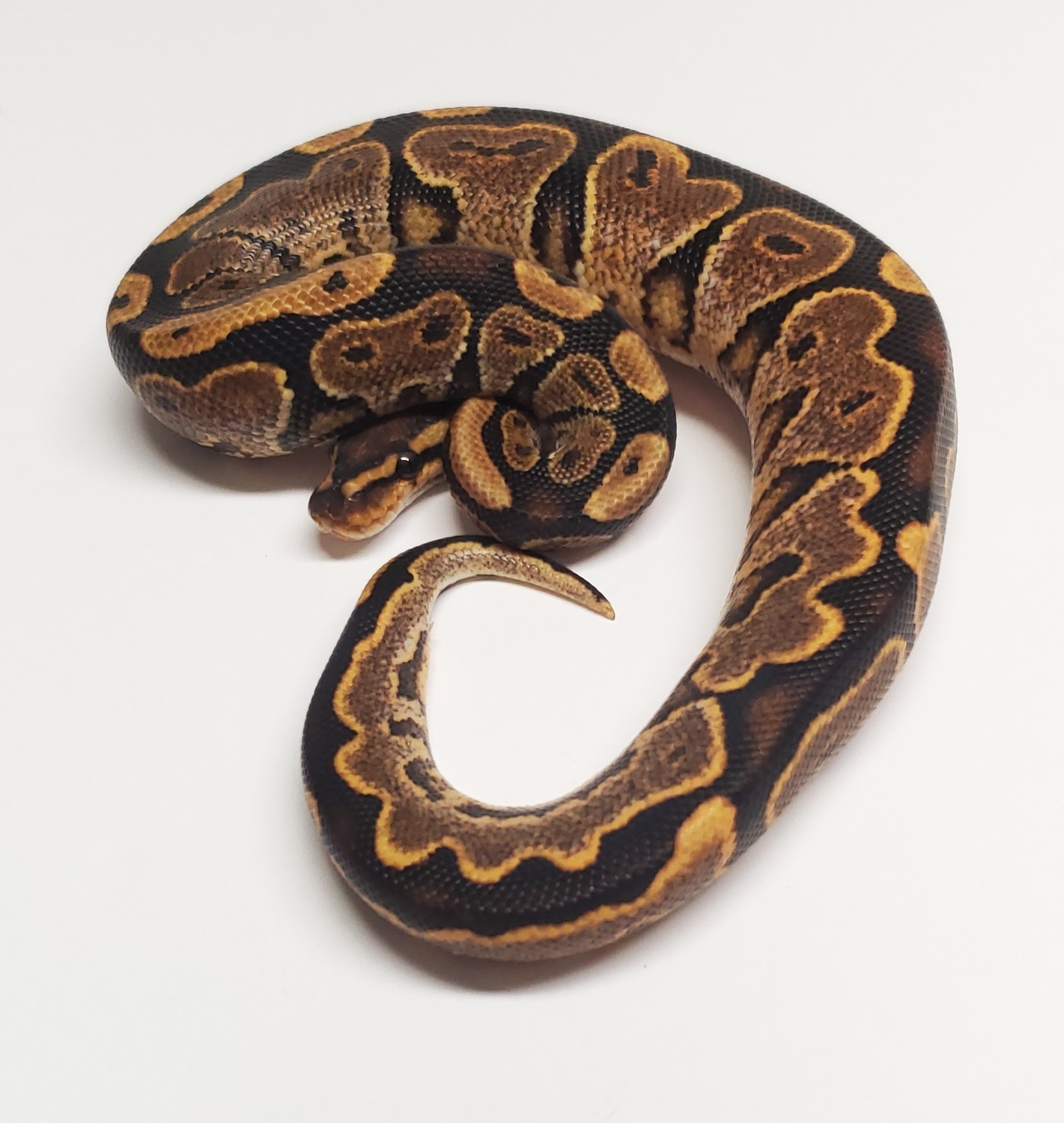 Calico Het Green Ghost Ball Python by Gold Standard Reptiles - MorphMarket