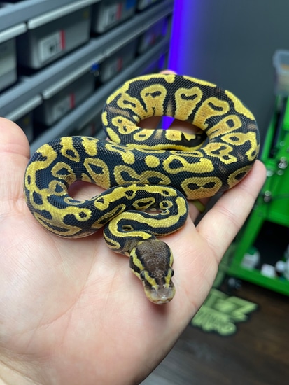 Pastel Het Candy 50% Pied Ball Python by Gomez Pythons