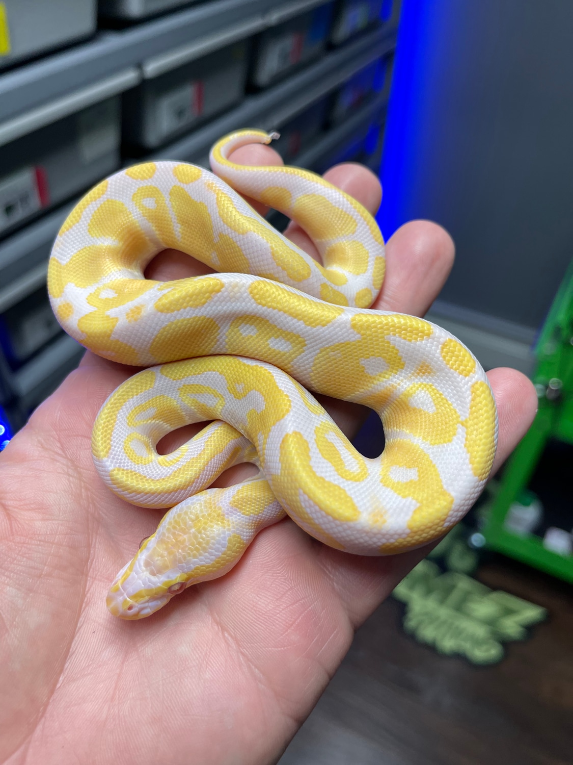 Candy 50% Het Pied Ball Python by Gomez Pythons - MorphMarket